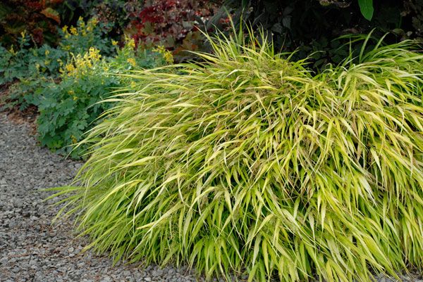 All Gold Grass - Stark Bro’s