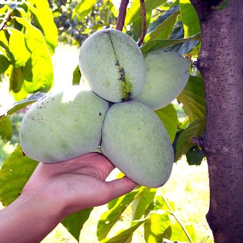 Potomac® Pawpaw Tree - Stark Bro’s