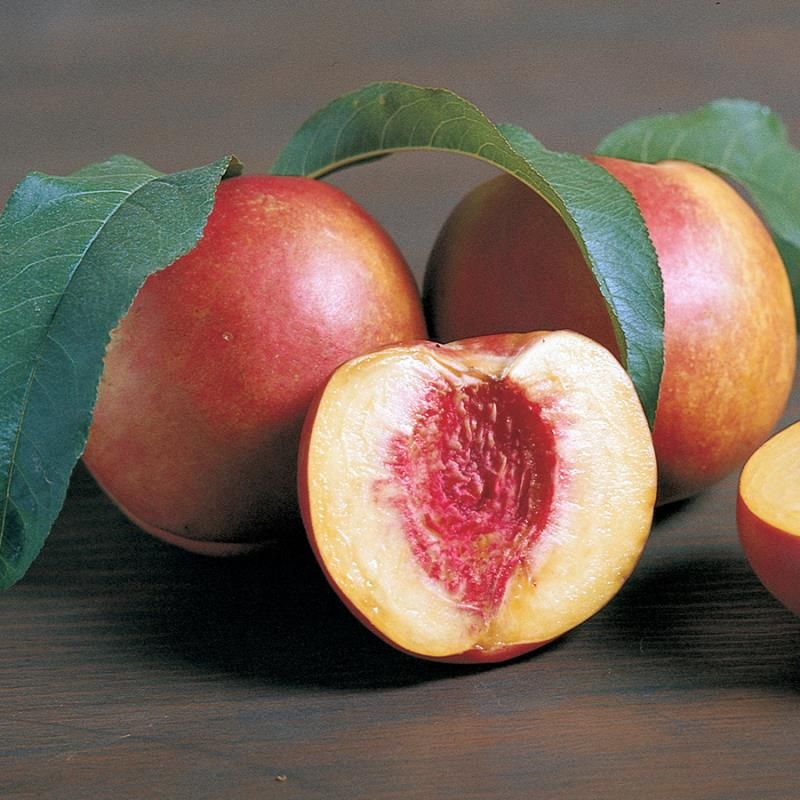 Stark® RedGold Nectarine Tree - Stark Bro’s