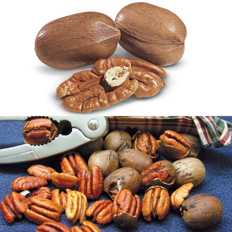 Stark® Exclusive Pecan Tree Collection - Stark Bro’s