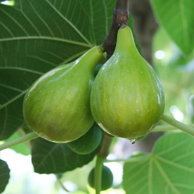 Italian Honey Fig Tree - Stark Bro’s