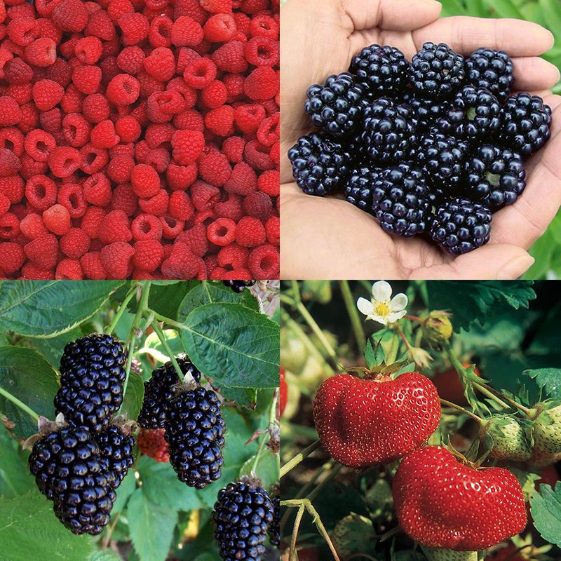 Quick Harvest Berry Patch Assortment - Stark Bro’s