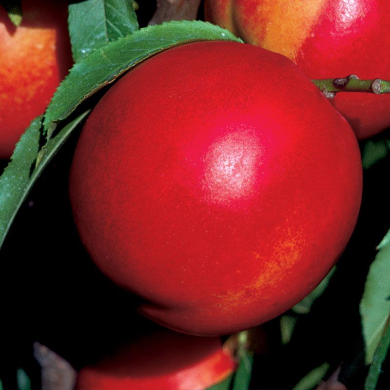 Flamin' Fury® Ka-Ching Nectarine™ Tree - Stark Bro’s
