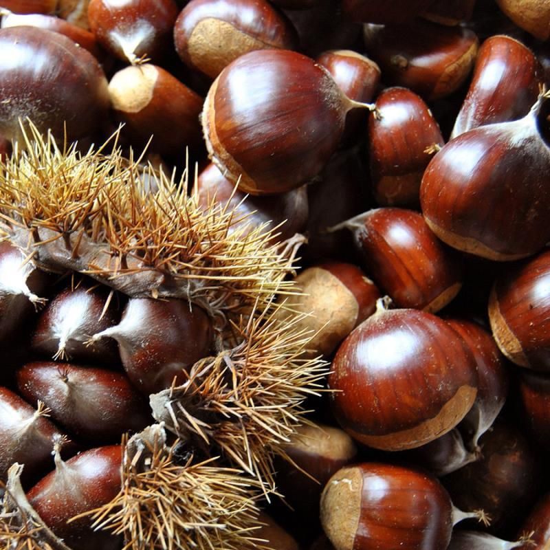 Sleeping Giant Chestnut Tree - Stark Bro’s