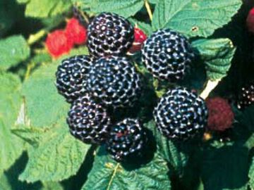 Jewel Black Raspberry - Raspberry Plants - Stark Bro’s