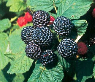 Jewel Black Raspberry Plant - Stark Bro’s