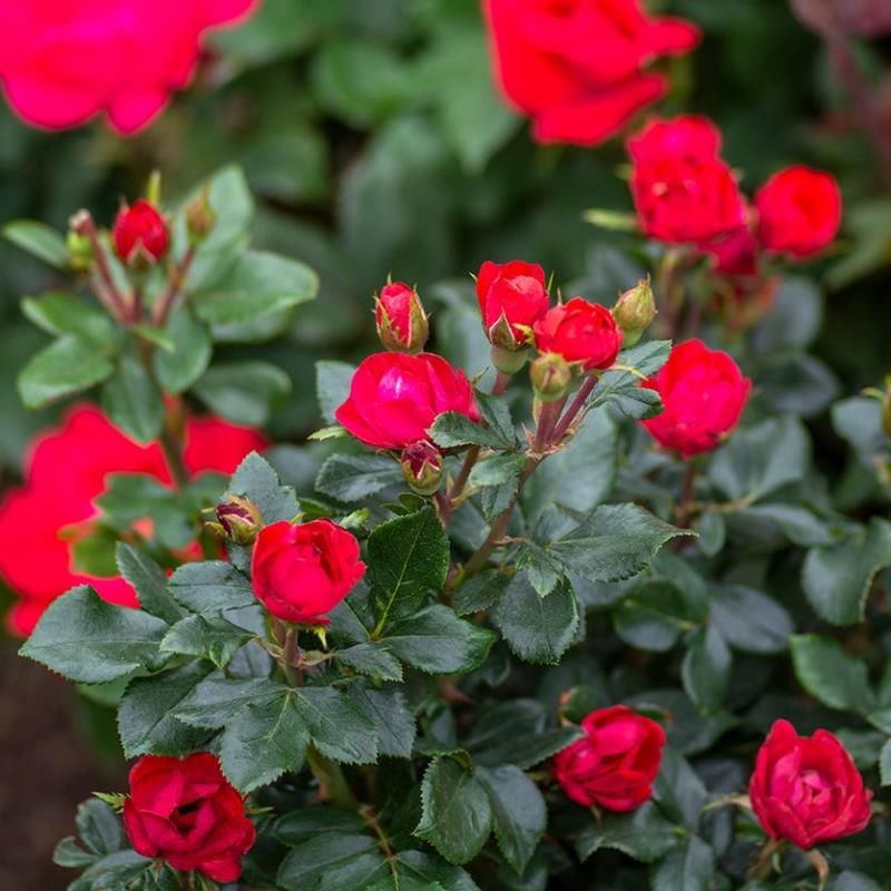 Petite Knock Out® Rose - Stark Bro’s