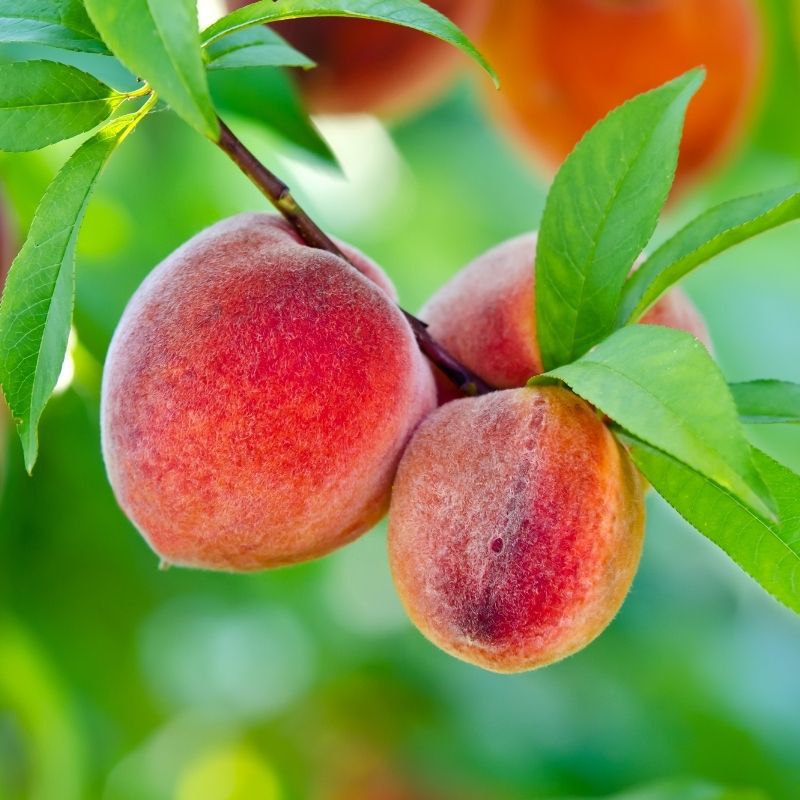 Redskin Elberta Peach Tree - Stark Bro’s