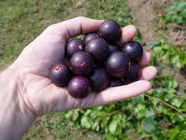 Muscadine Vineyard Collection - Stark Bro’s