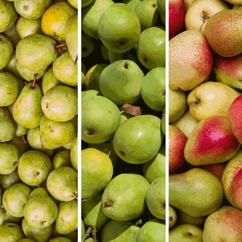 Everyone's Favorite Pear Tree Collection - Stark Bro’s