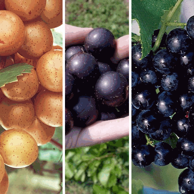 Muscadine Vineyard Collection - Stark Bro’s