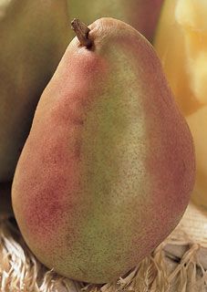 Duchess Pear Tree - Stark Bro’s