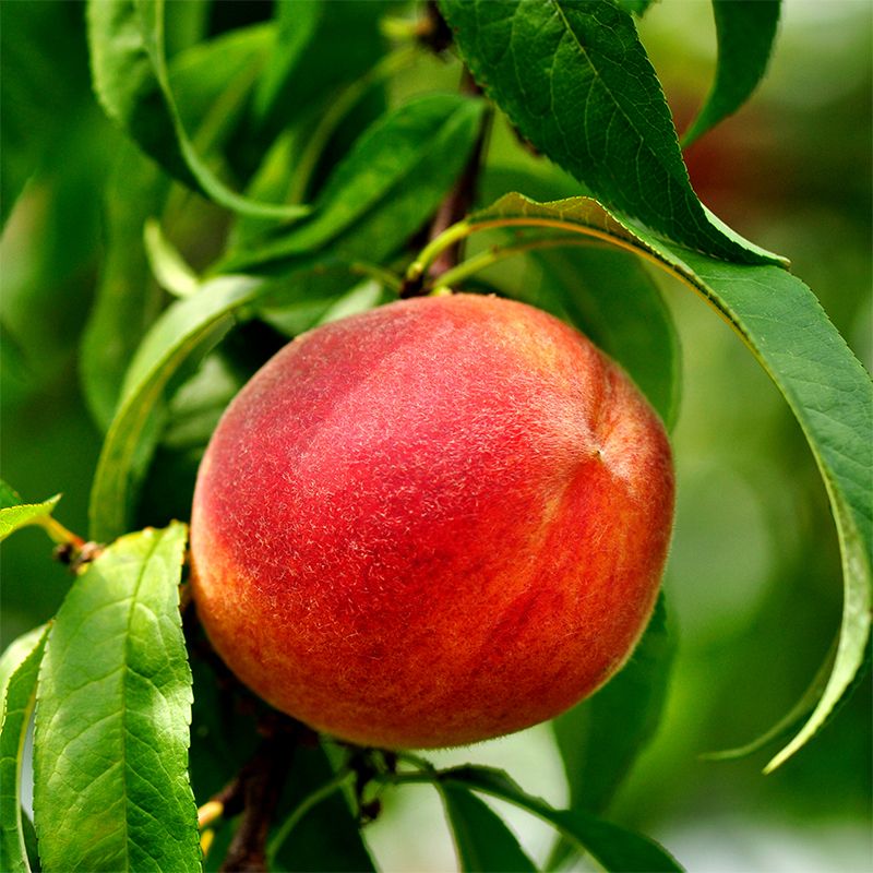 Glowingstar® Peach Tree - Stark Bro’s