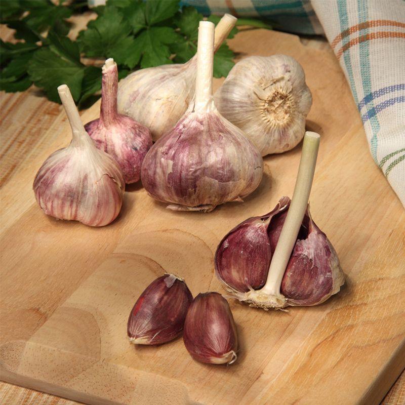German Red Garlic Bulbs - Stark Bro’s