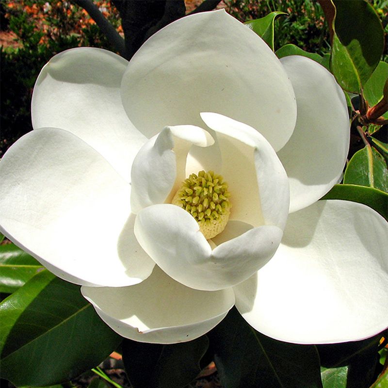White magnolia tree store