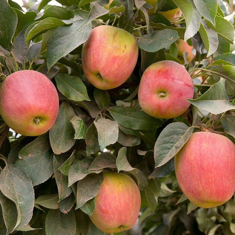 Apple Babe Genetic Dwarf Apple Tree - Stark Bro’s