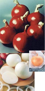 Intermediate Day Onion Sampler - Stark Bro’s