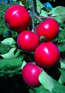 Starkspur® Red Rome Beauty Apple Tree - Stark Bro’s