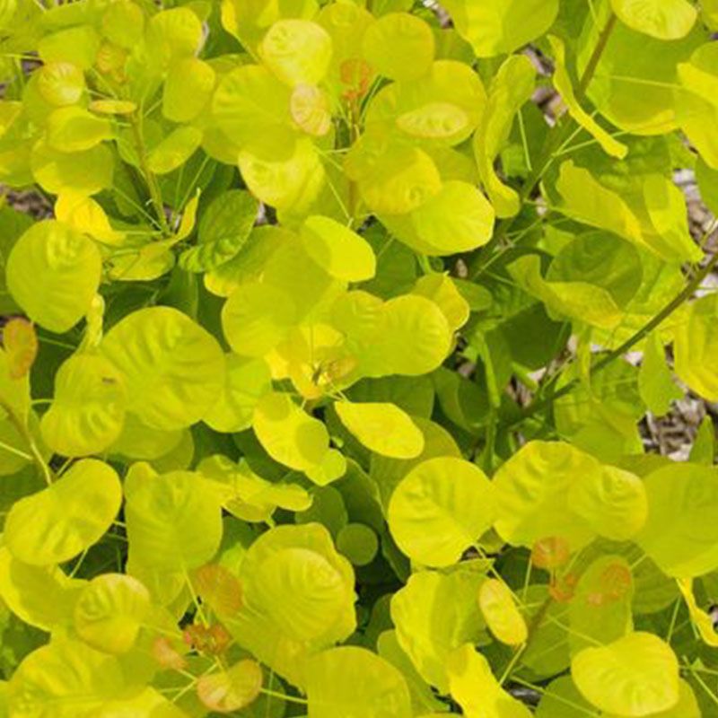 Golden Spirit Smoke Bush Tree