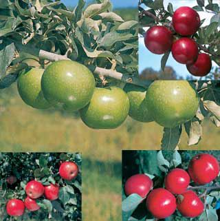 Premium Apple Assortment - Stark Bro’s