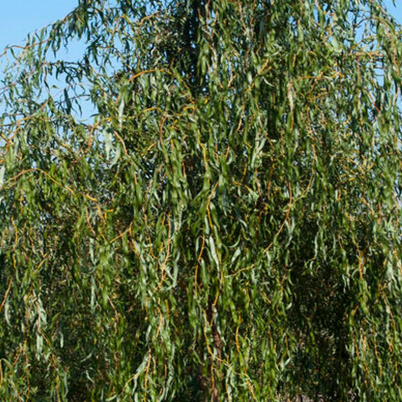 Golden Curls Willow Tree - Stark Bro’s