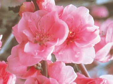 Pink Cascade Weeping Peach - Flowering Trees - Stark Bro’s