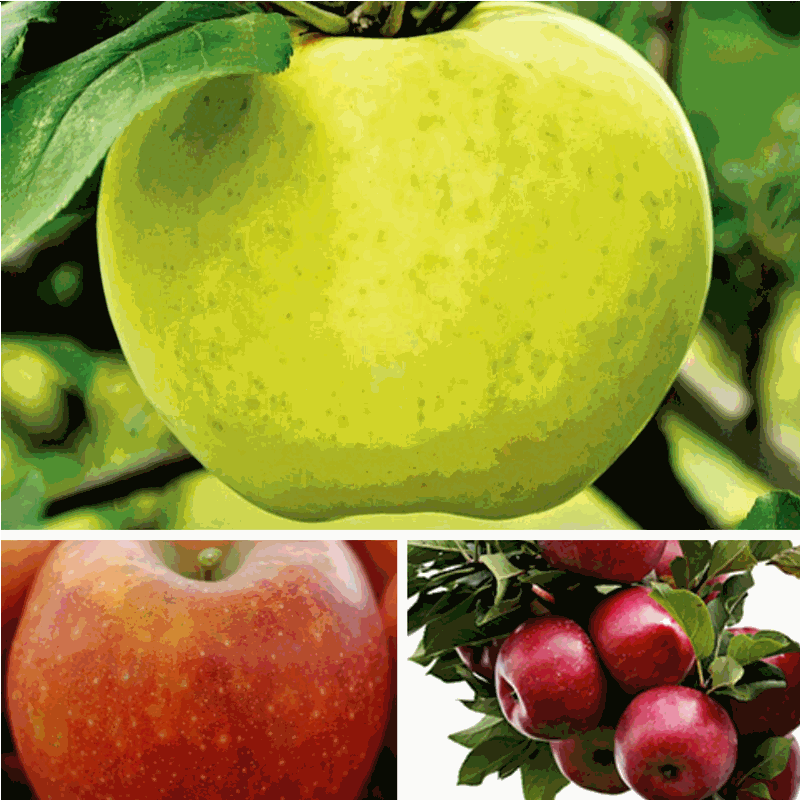 Disease Resistant Apple Tree Pollinator Pack - Stark Bro’s