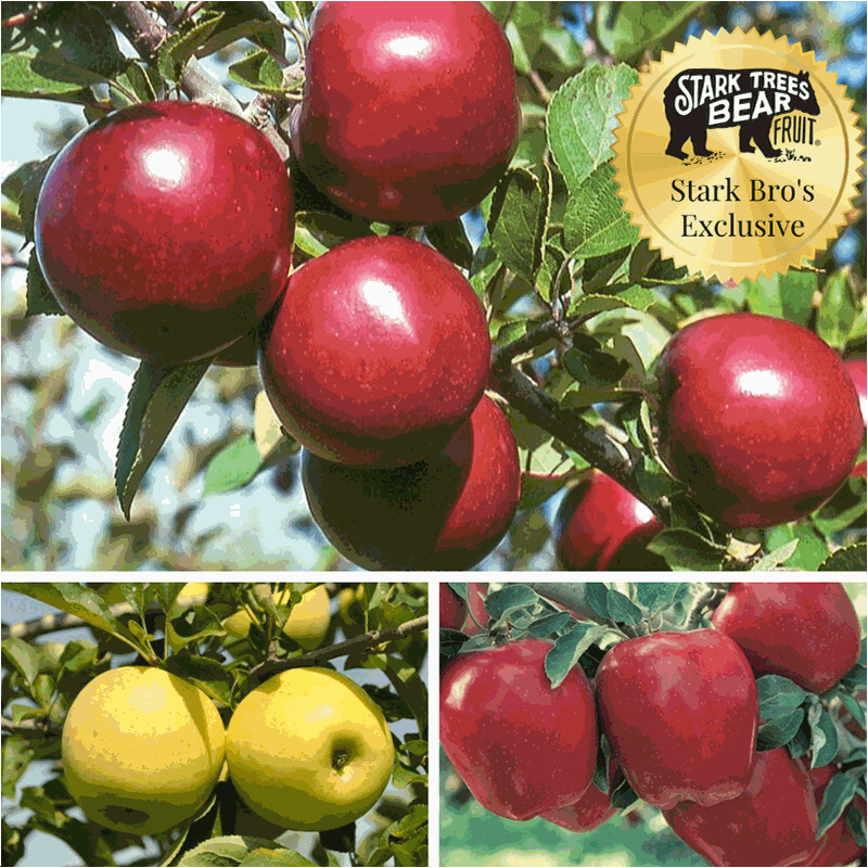 Stark® Exclusive Apple Tree Pollinator Pack - Stark Bro’s