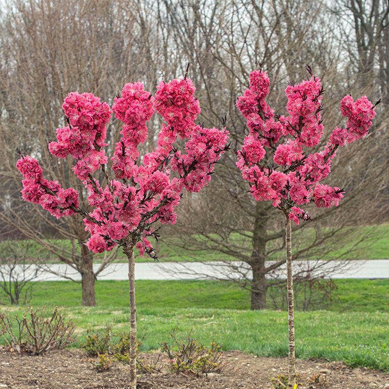 Ruby Ruffle™ Patio Peach Tree - Stark Bro’s