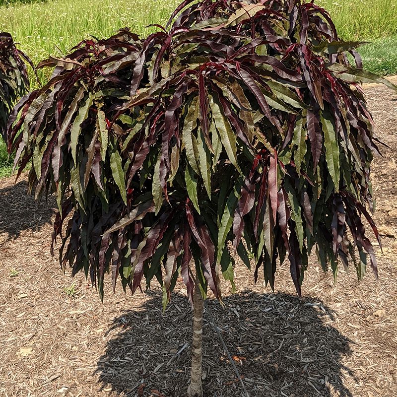 Ruby Ruffle™ Patio Peach Tree - Stark Bro’s