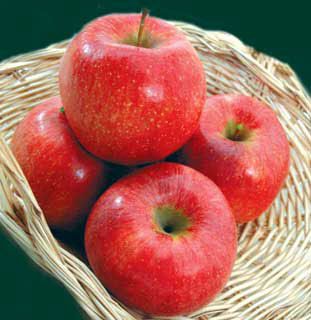 Mollies Delicious Apple Tree - Stark Bro’s