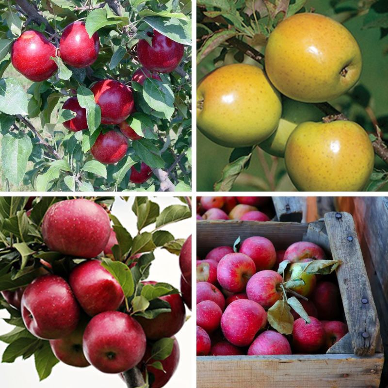 Disease-Resistant Apple Tree Orchard-In-A-Box® - Stark Bro’s