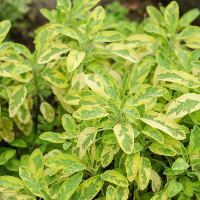 Golden Sage - Stark Bro’s