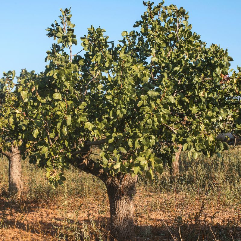 Pistachio nut tree store
