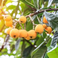 Pest & Disease Control for Loquat Trees - Stark Bro's