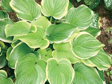Fragrant Dream Hosta - Additional Garden Plants - Stark Bro’s
