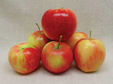 Prairie Spy Apple - Apple Trees - Stark Bro’s