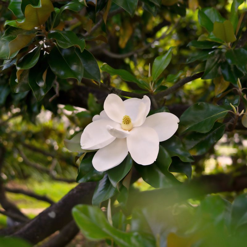 Southern Magnolia Tree In Bloom