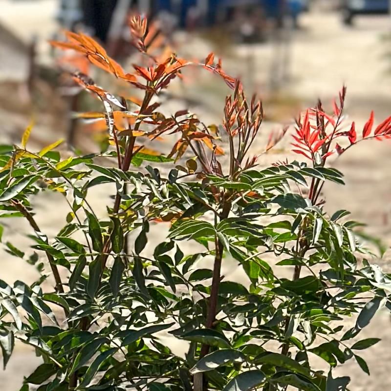 Red Push Pistache Tree - Stark Bro’s