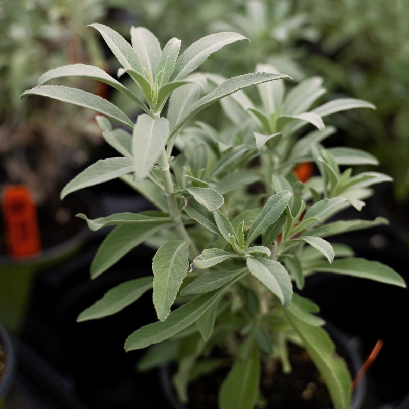 White Sage - Stark Bro’s