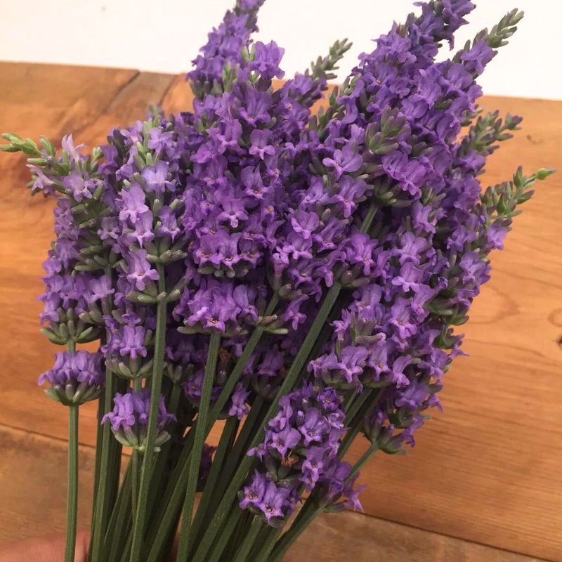 Sensational!® Lavender - Stark Bro’s