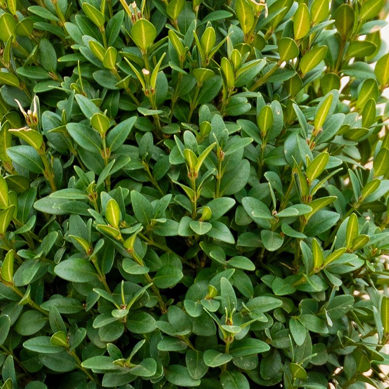 Green Mountain Boxwood - Stark Bro’s