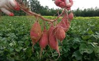 Pruning Sweet Potato Plants - Stark Bro's