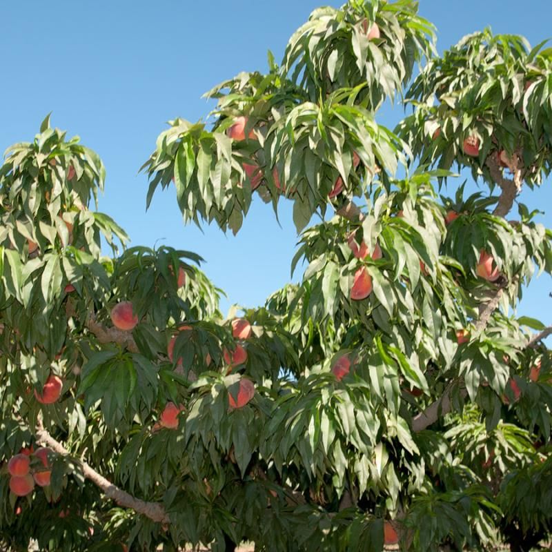 Dwarf Peach Tree Dwarf Peach Tree Yields 250 Pounds