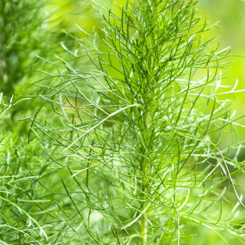 Dill Certified Organic - Stark Bro’s