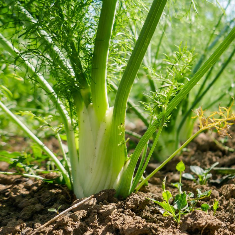 Orion Certified Organic Fennel - Stark Bro’s