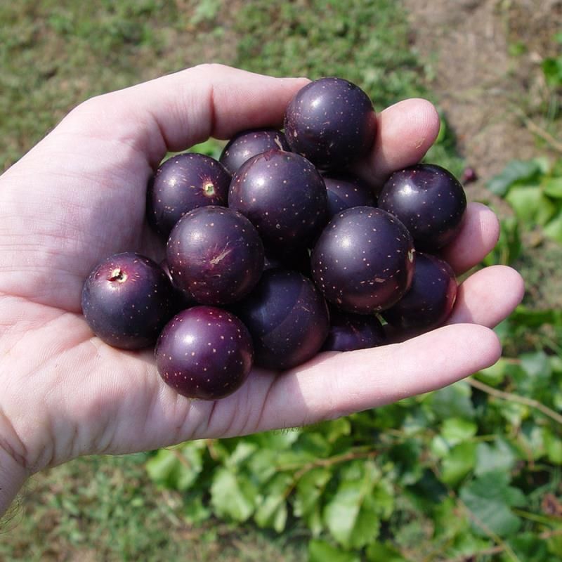Black Muscadine Grapes