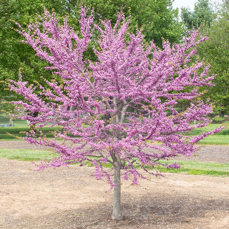 Garden Gems® Emerald Redbud Tree - Stark Bro’s