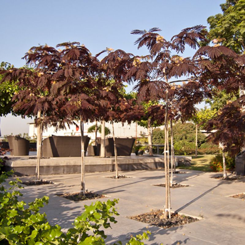 Summer Chocolate Mimosa Tree - Stark Bro’s