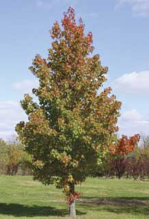 Cherokee™ Sweet Gum Tree - Stark Bro’s